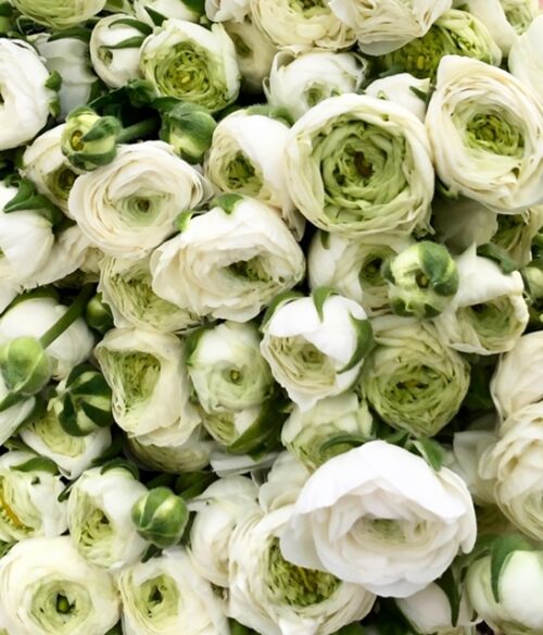 Ranunculus grown by the Stems farm Team - Stems Flower Market